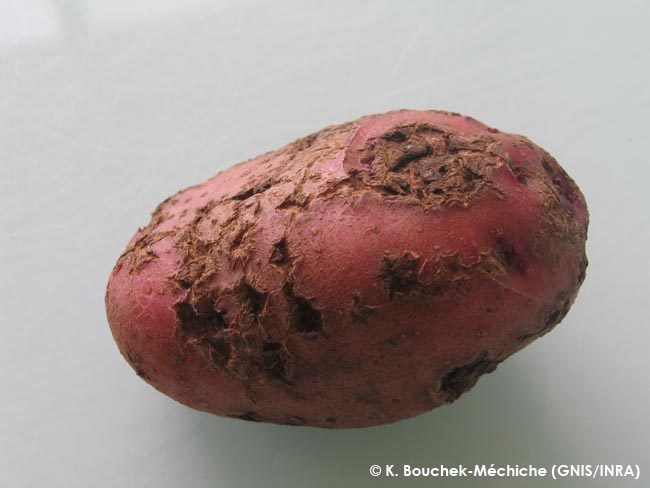 Potato Tuber Blemishes