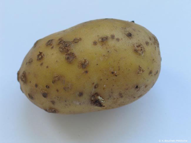 Potato Tuber Blemishes