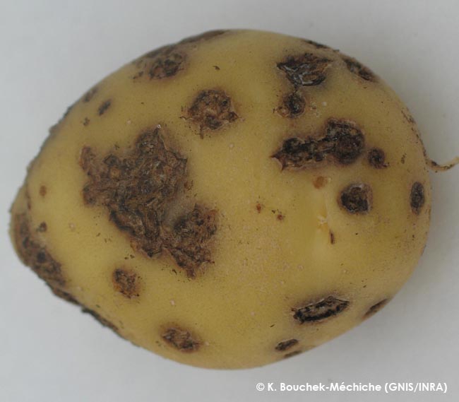 Potato Tuber Blemishes