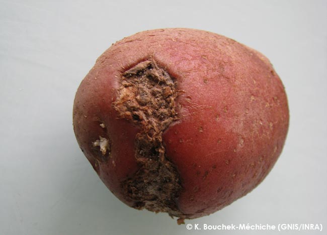 Potato Tuber Blemishes