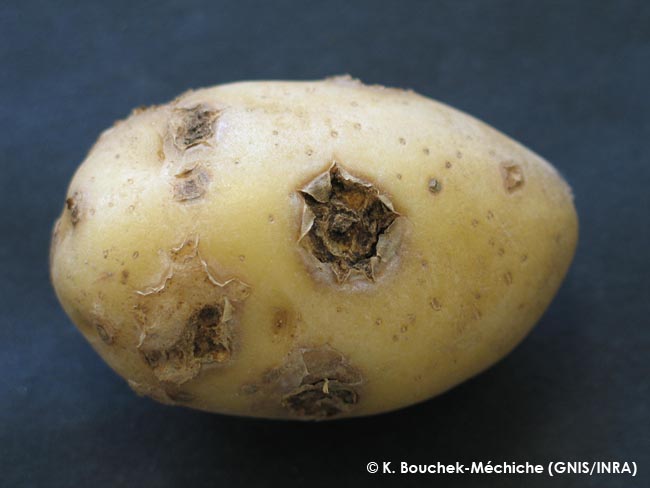 Potato Tuber Blemishes