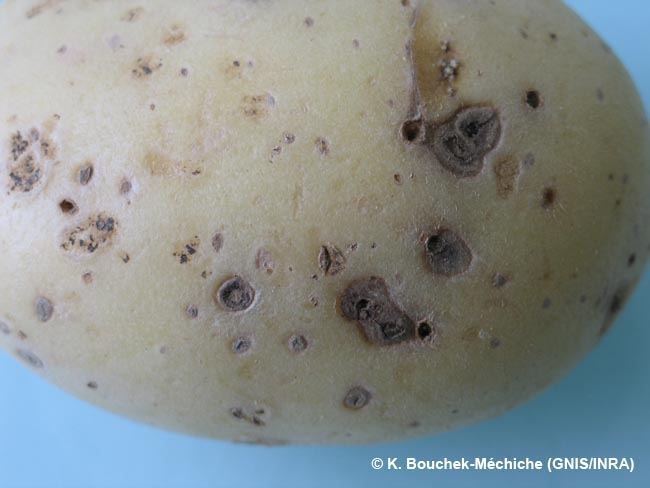 dry core 2 - Potato Tuber Blemishes