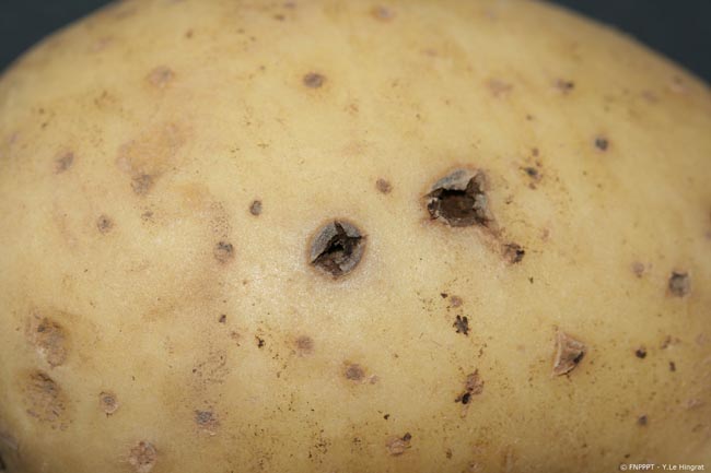 Potato Tuber Blemishes