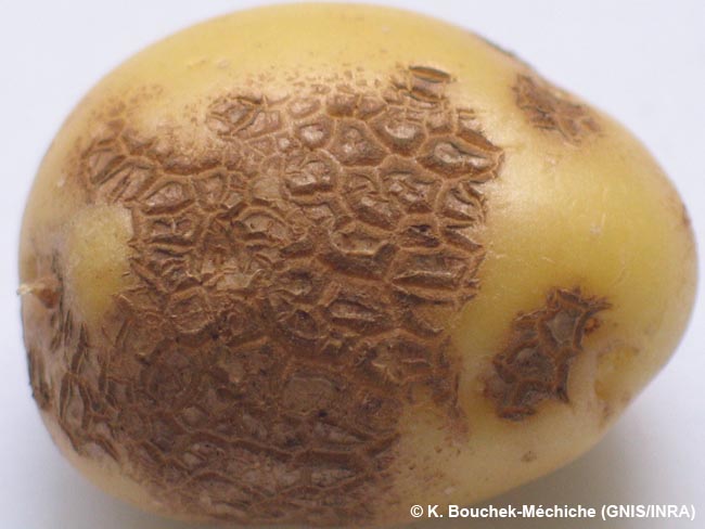 netted scab 6 - Potato Tuber Blemishes