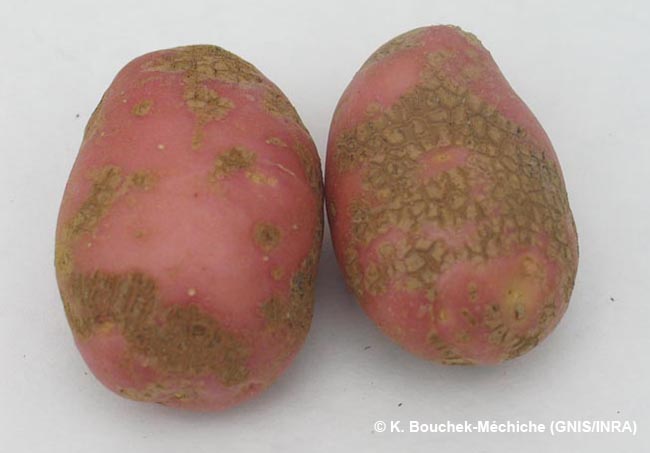 Netted3 - Potato Tuber Blemishes