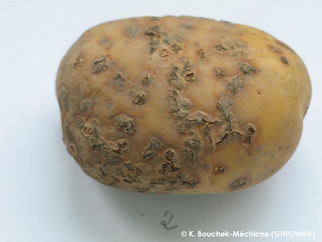 Potato Tuber Blemishes