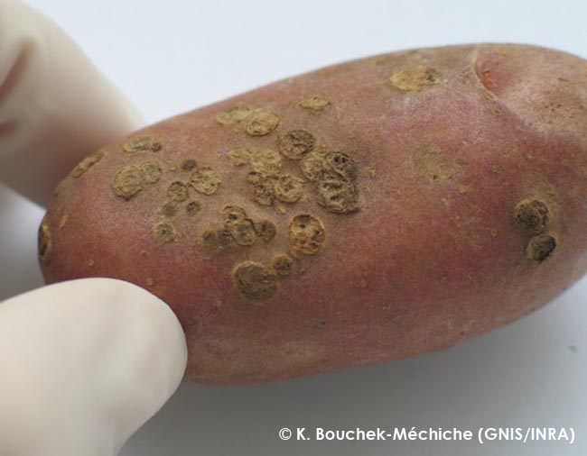 Potato Tuber Blemishes