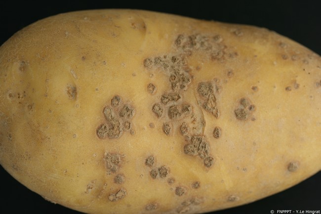Potato Tuber Blemishes