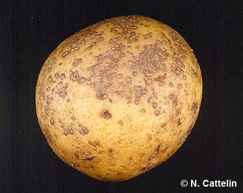 Potato Tuber Blemishes