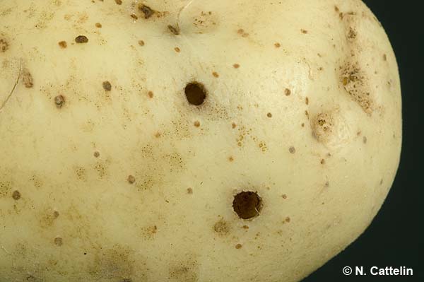 Slug 1 - Potato Tuber Blemishes