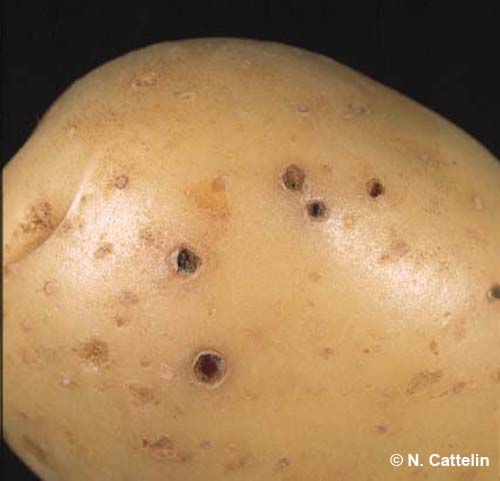 Potato Tuber Blemishes