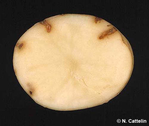 Potato Tuber Blemishes